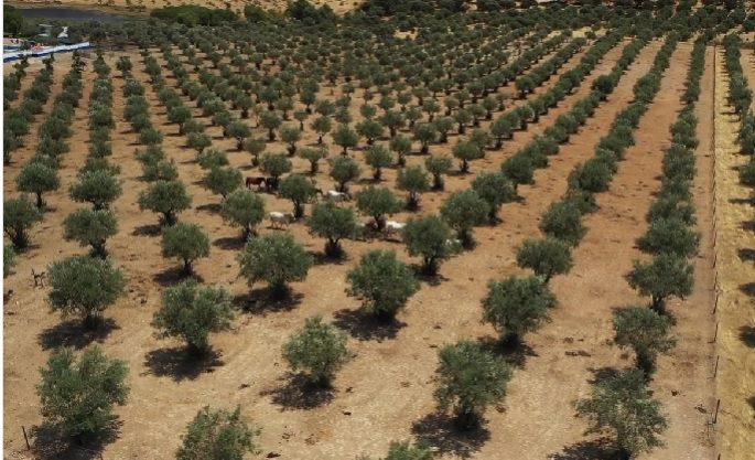 Goucha promove o seu olival: "Património natural valioso de carácter e ...