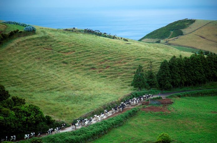 Hoje: Canal Casa e Cozinha mostra como é viver nos Açores